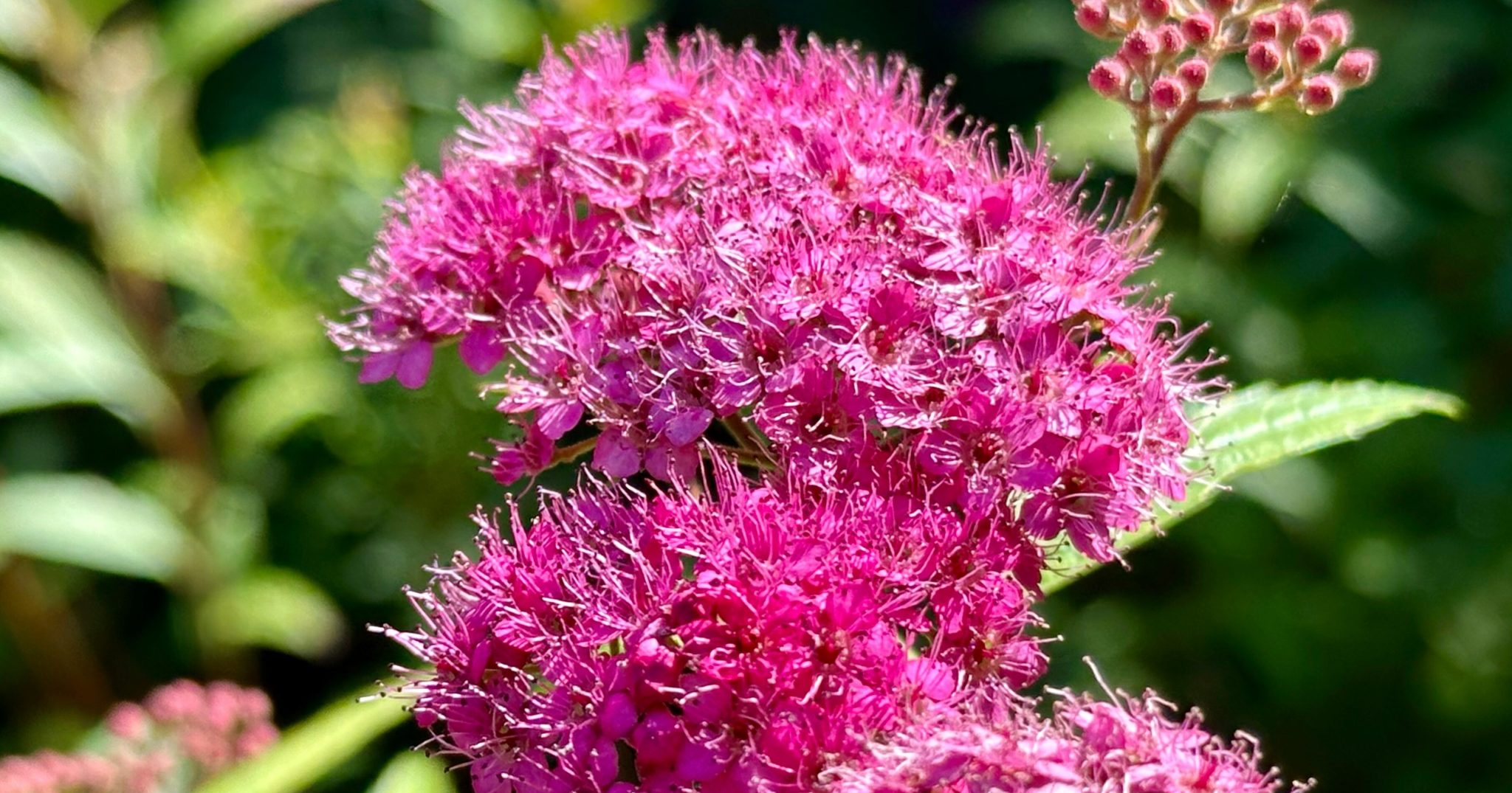 Planting for Privacy: Creating Natural Screens in Fall - The Garden ...