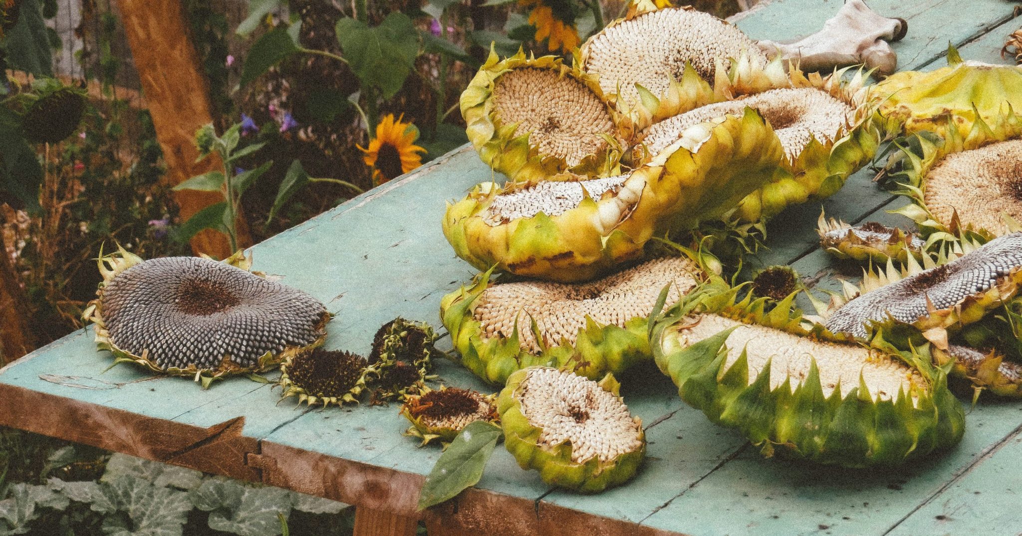 16 Reasons To Love Sunflowers Even More - The Garden Magazine