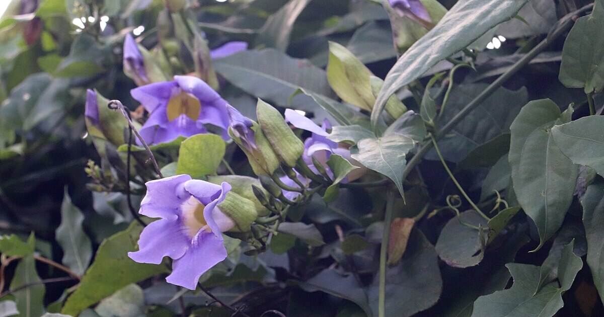 5 Ground Covers with Spectacular Fall Color - The Garden Magazine