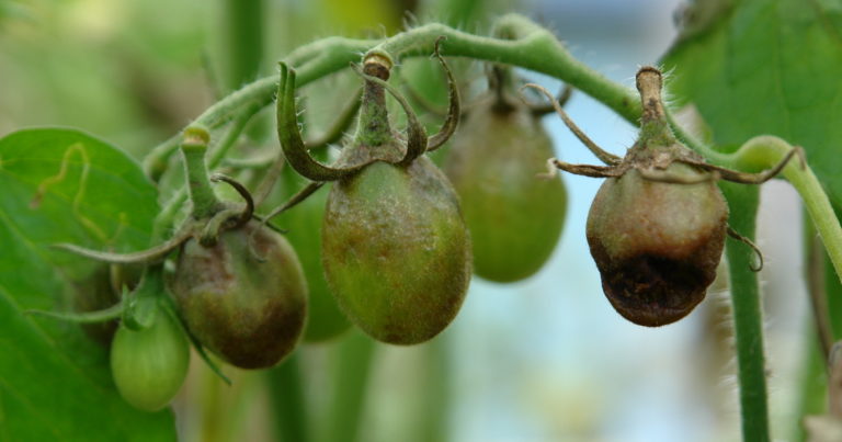8 Ways To Fix And Prevent Tomato Root Rot - The Garden Magazine