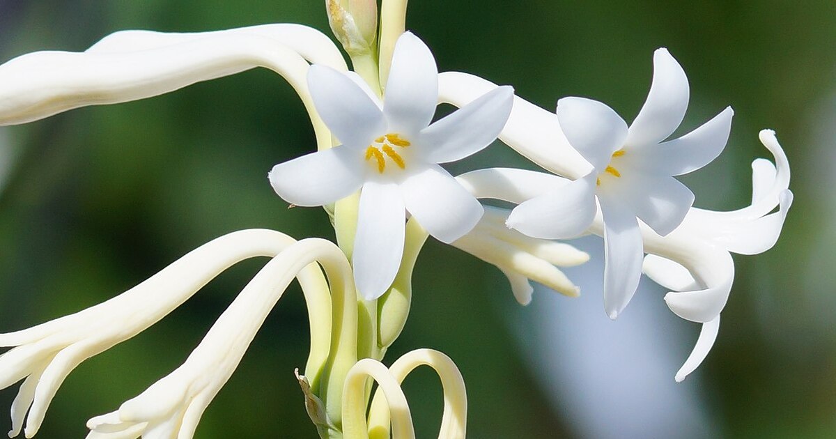 12 Beautiful Flowers That Bloom At Night - The Garden Magazine