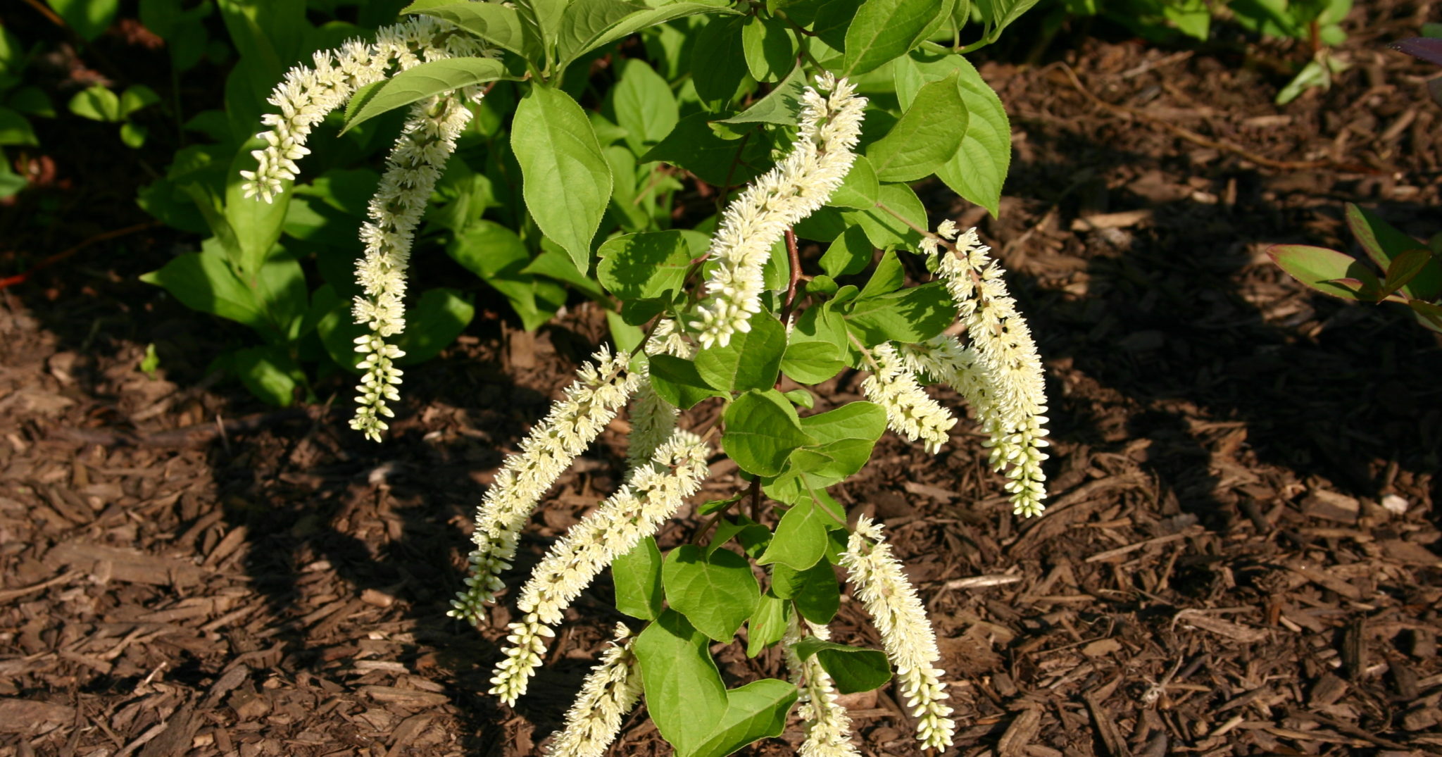 8 Shrubs with Vibrant Fall Foliage - The Garden Magazine