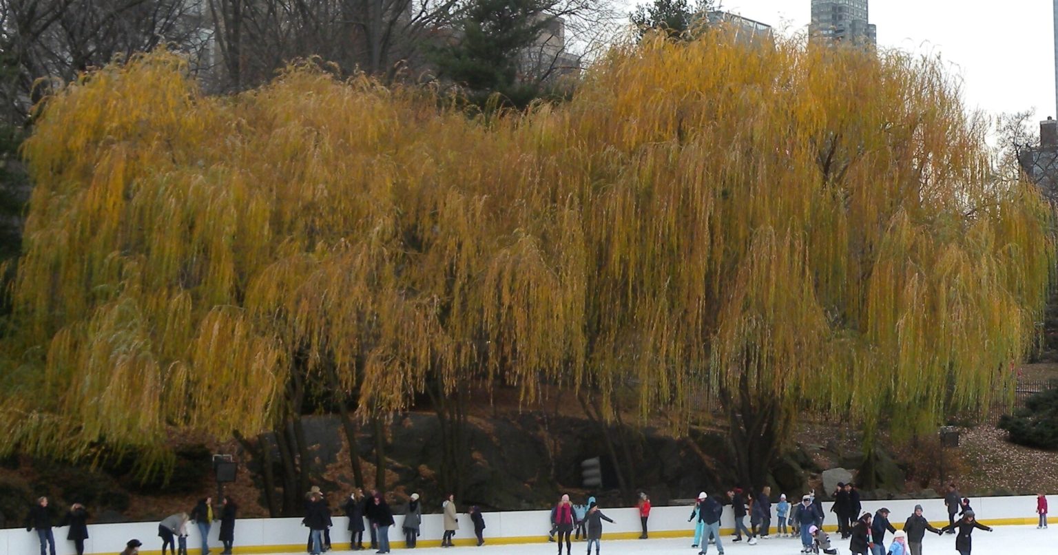 Plants That Have Special Meaning for Indigenous People - The Garden ...