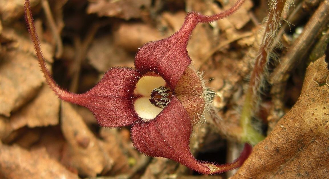 Plants That Have Special Meaning for Indigenous People - The Garden ...