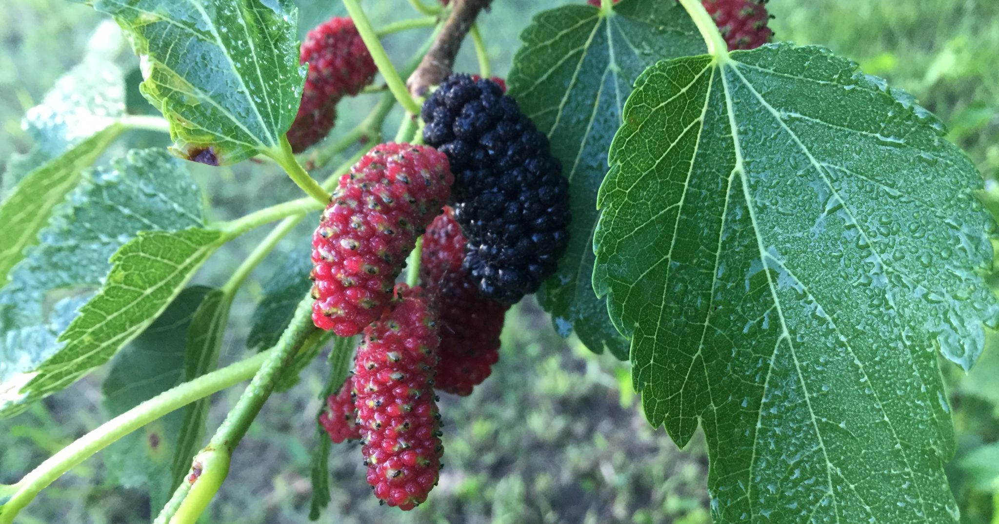 12 Fruit Bearing Plants You Should Start Growing As Soon As Possible ...