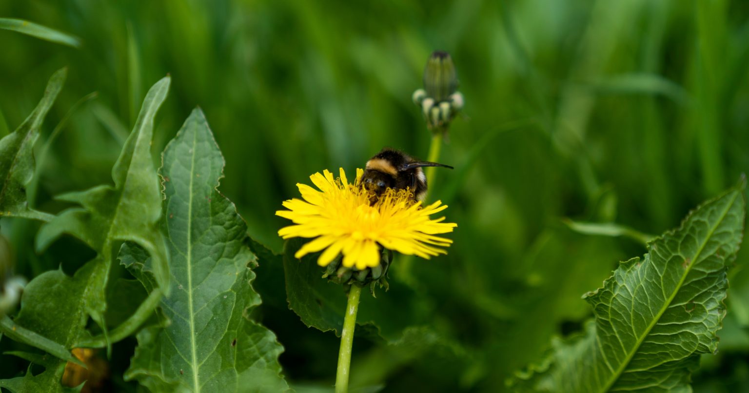 10 Reasons Why You Should Let Dandelions Grow In Your Garden - The ...