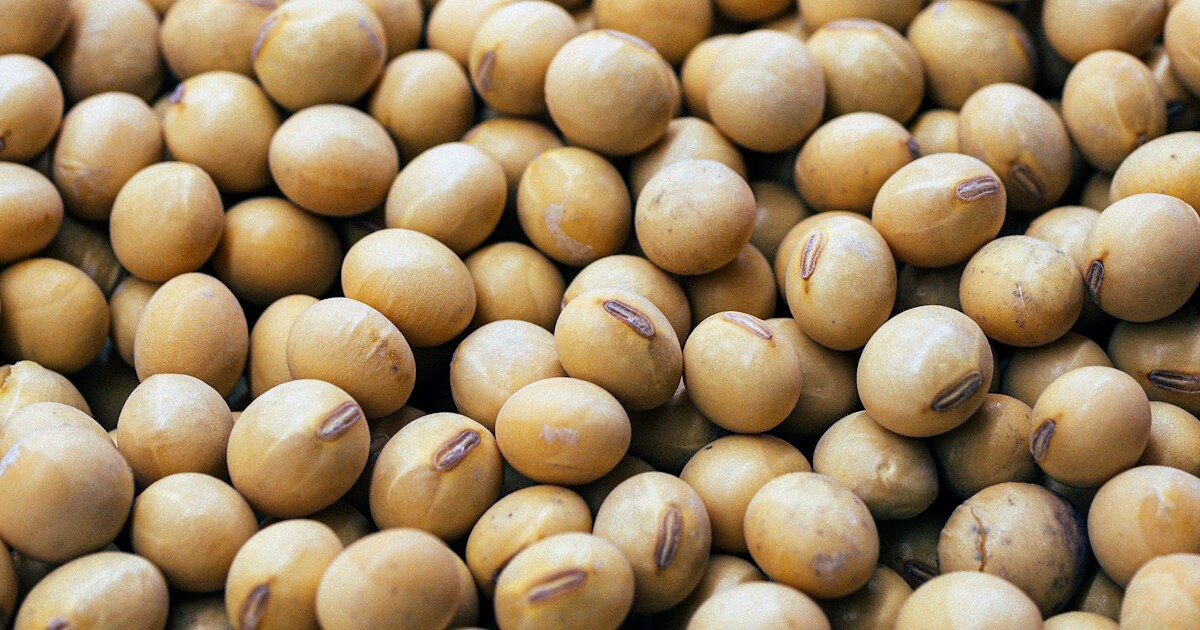 20 Vegetables That Thrive in Partial Shade - The Garden Magazine