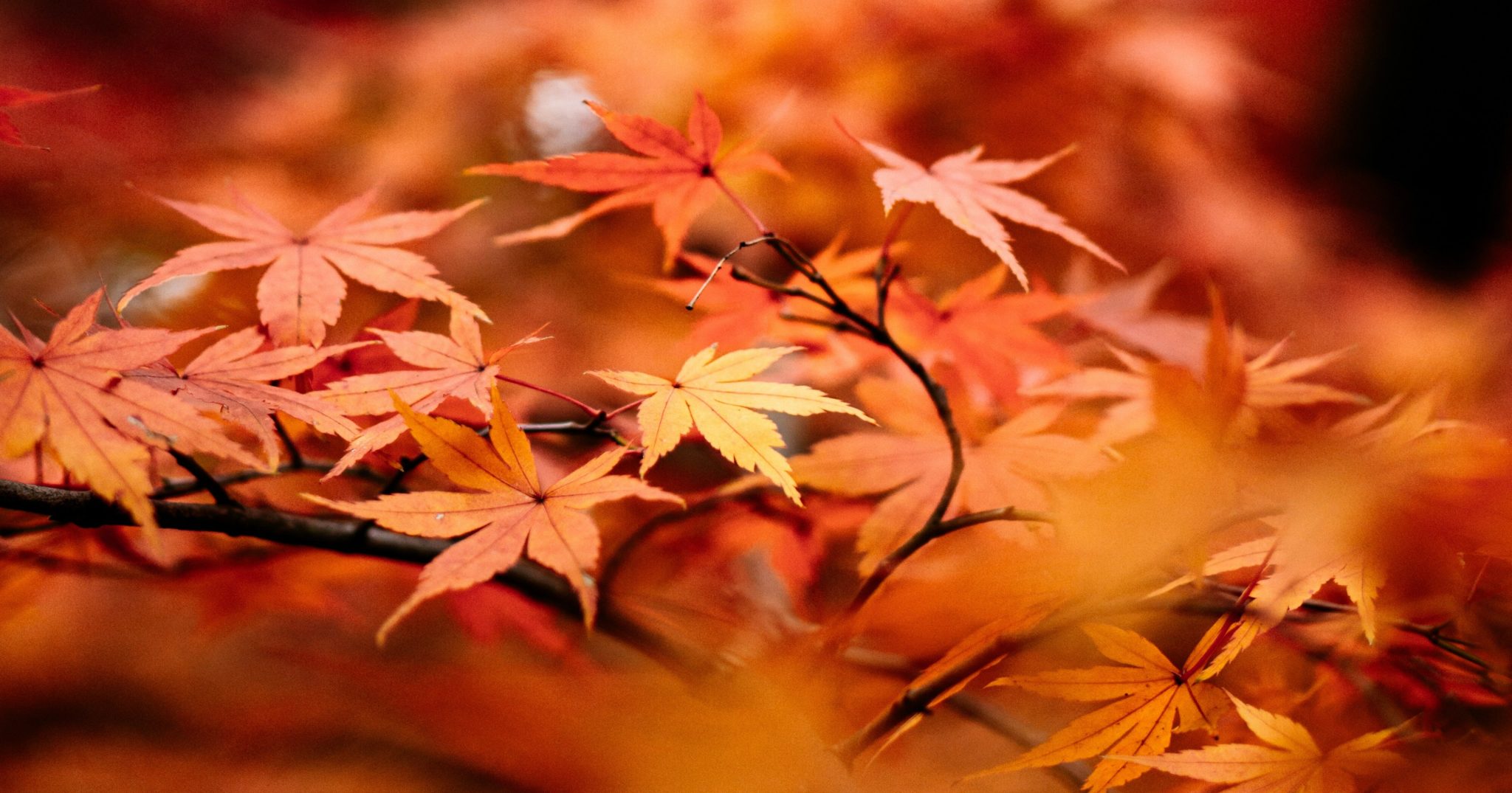 5 Japanese Maples for Incredible Fall Color - The Garden Magazine