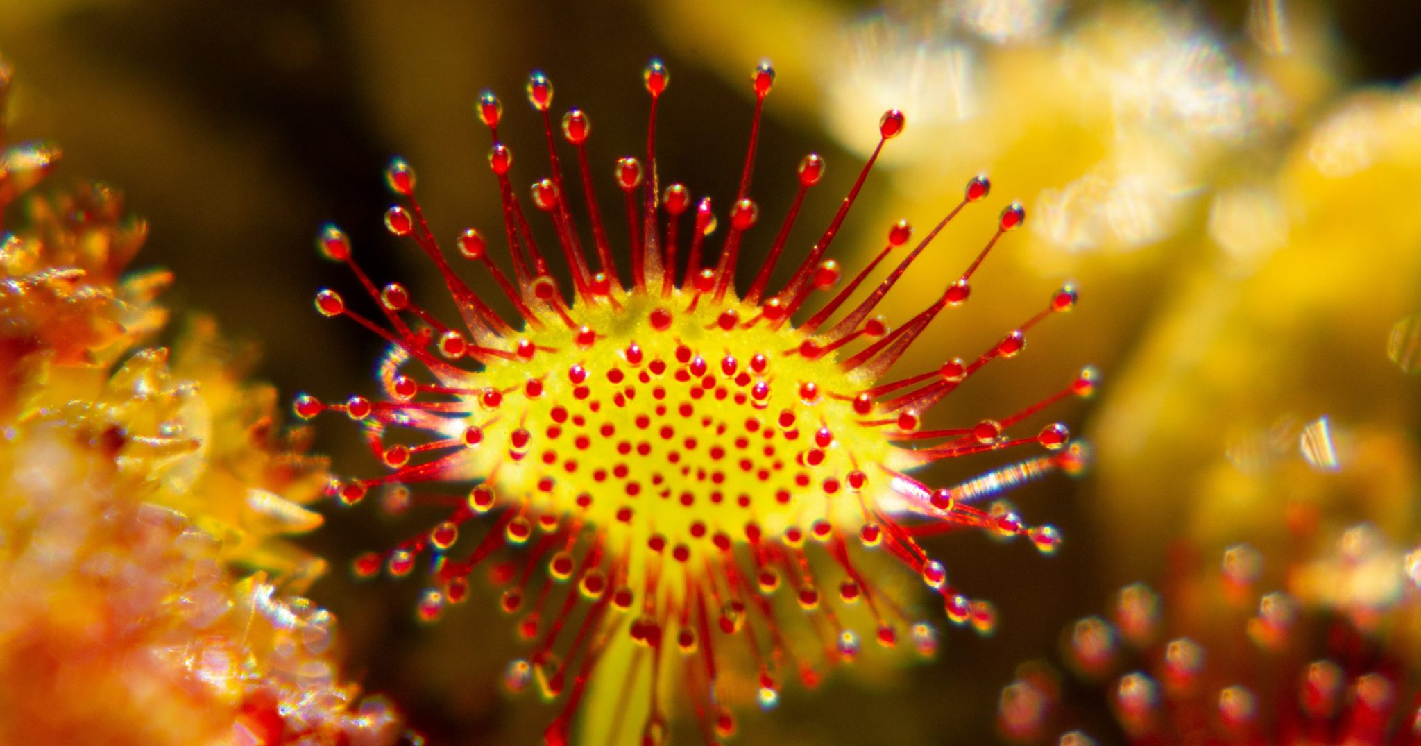 10 Weird and Wonderful Plants and Flowers - The Garden Magazine