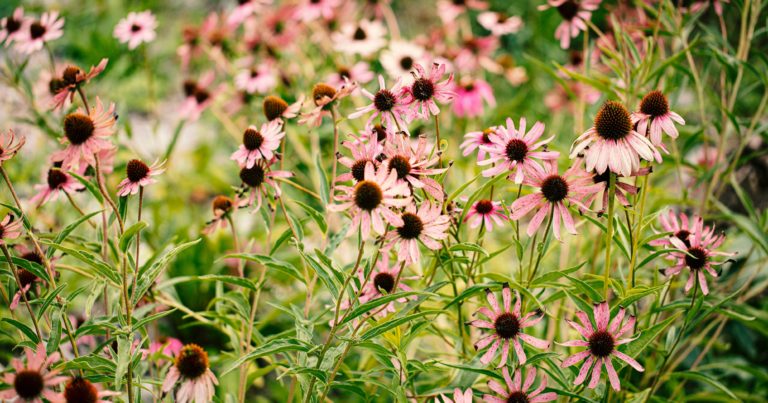 Echinacea Growing And Care Guide - The Garden Magazine