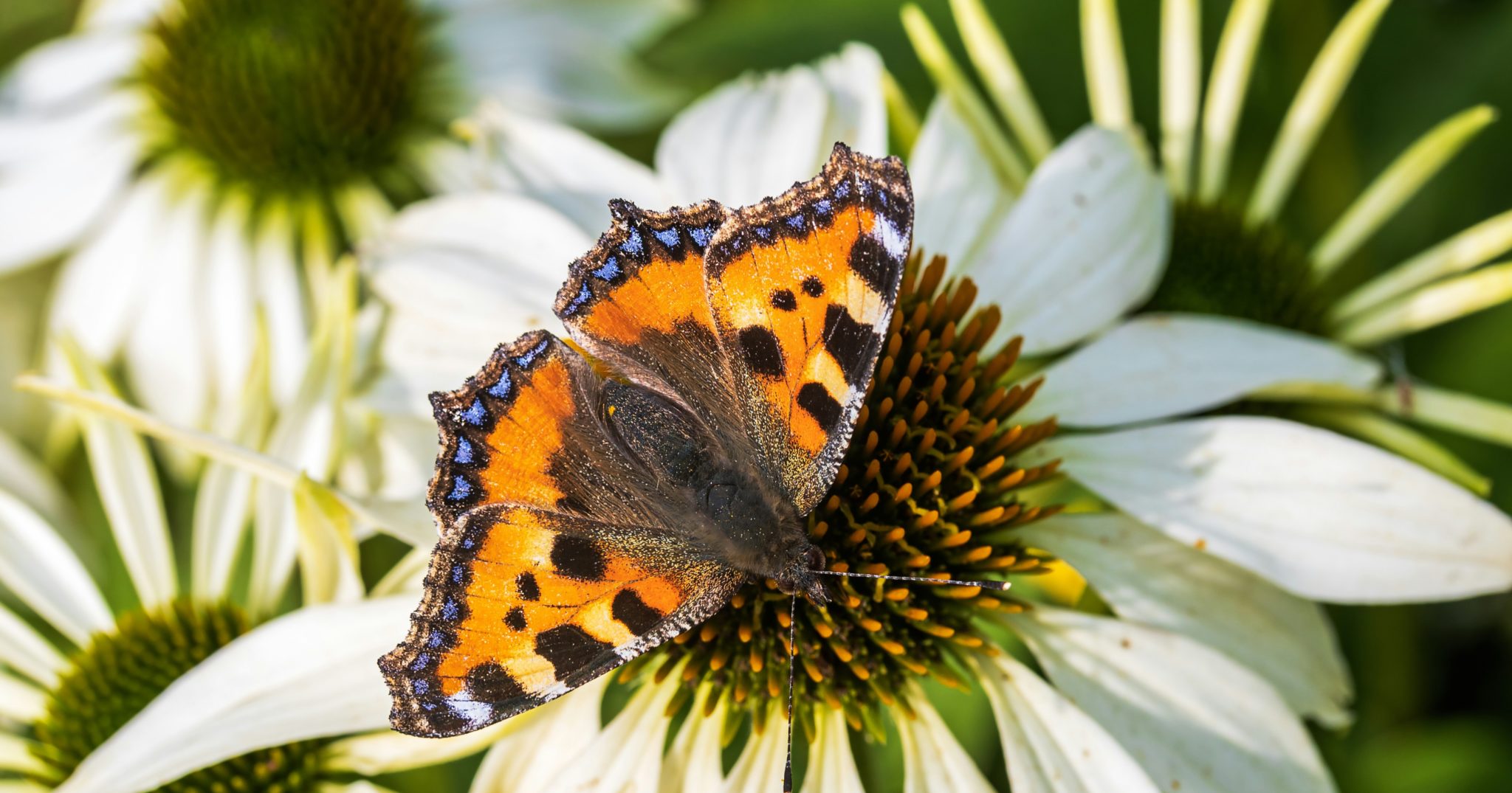 22 Flowers That Bloom In July - The Garden Magazine