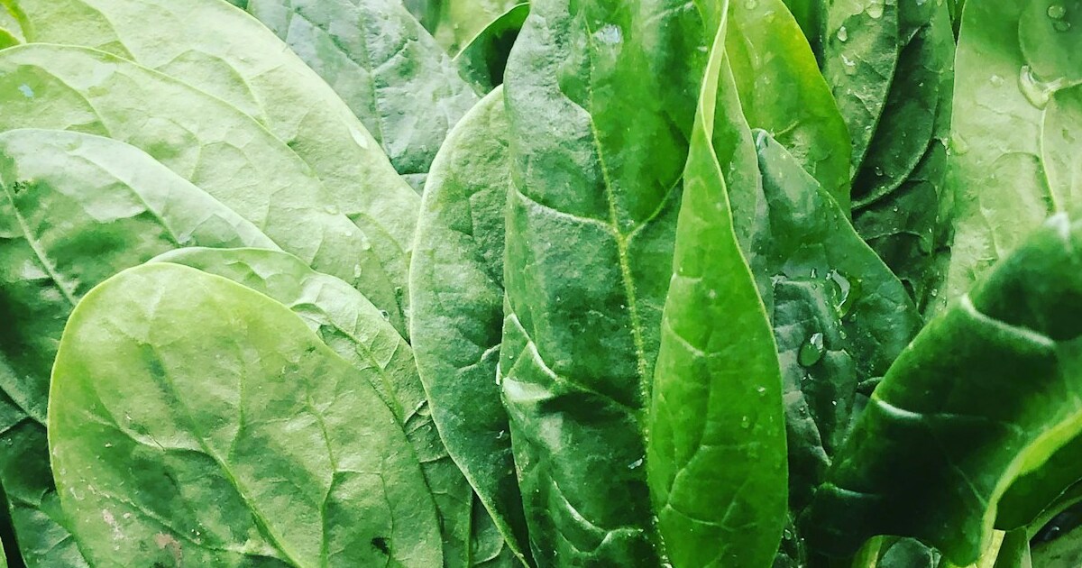 20 Best Companion Plants For Kale - The Garden Magazine