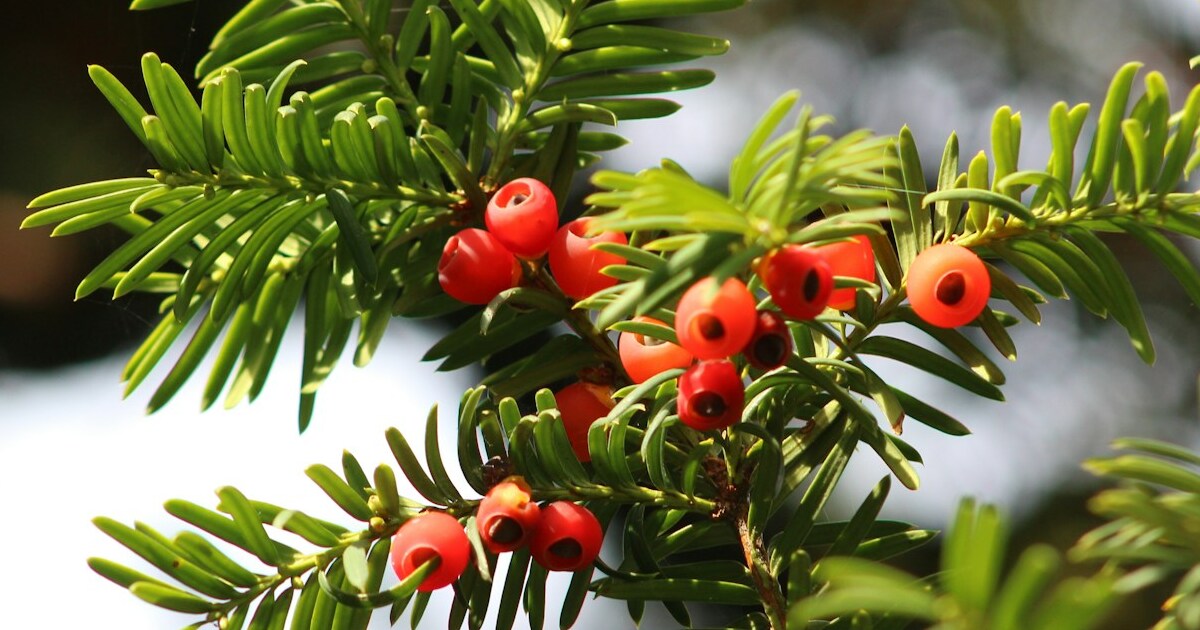 10 Poisonous Plants That Could Be In Your Garden - The Garden Magazine