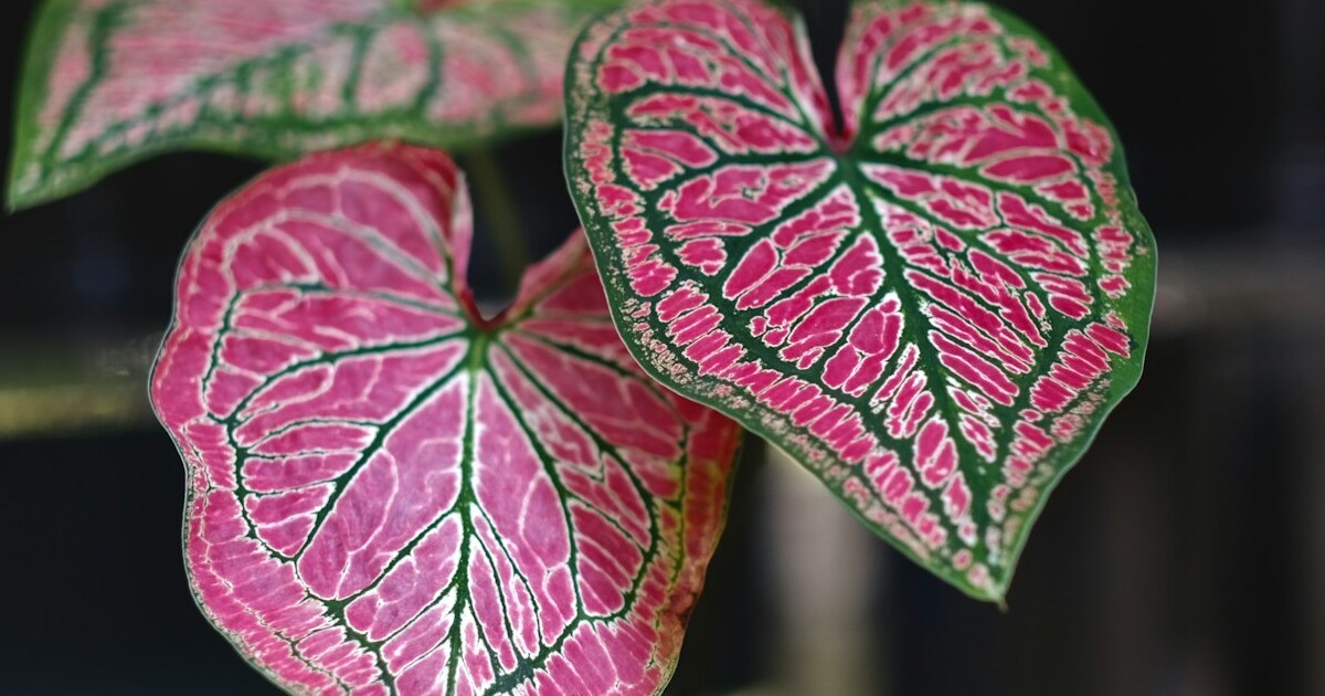 20 Plants for Creating a Calming Sanctuary - The Garden Magazine