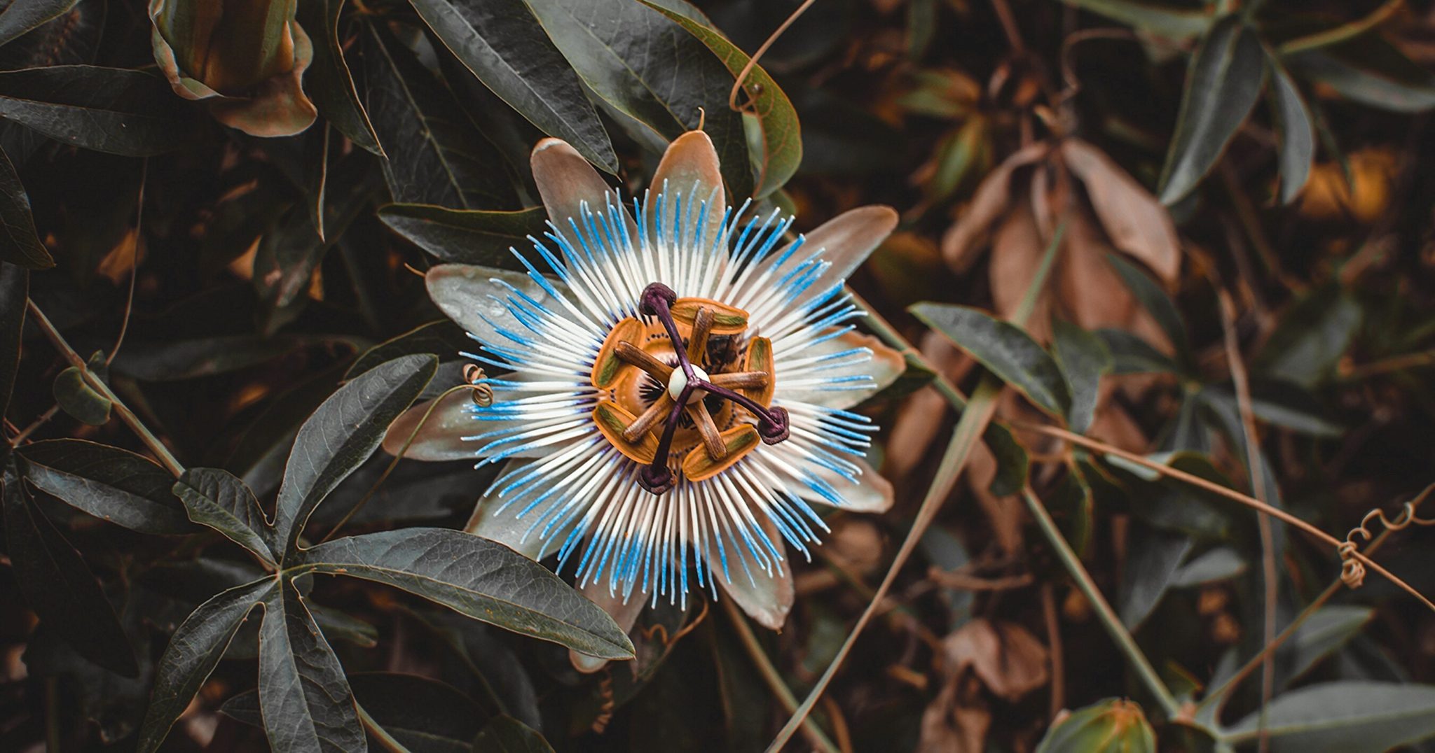 10 Weird and Wonderful Plants and Flowers - The Garden Magazine