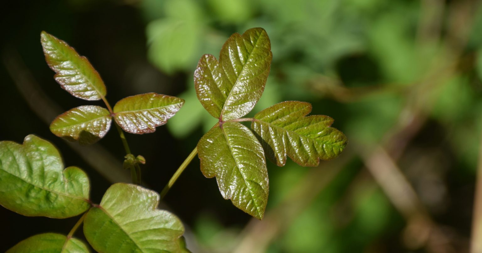 9 Plants That May Cause Allergies and Skin Irritations – Beware - The ...