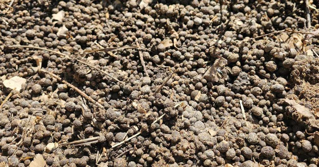 This Is The Safest & Best Manure For Your Garden - Here's Why - The ...