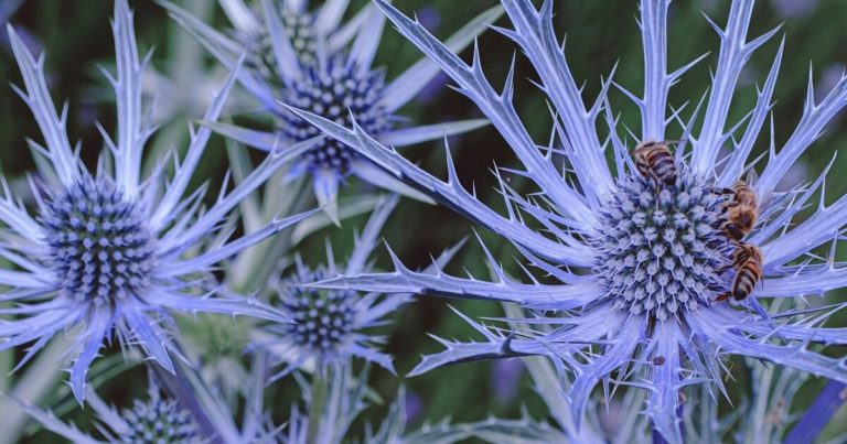 13 Best Coastal Flowers for a Beachside Garden Feel - The Garden Magazine