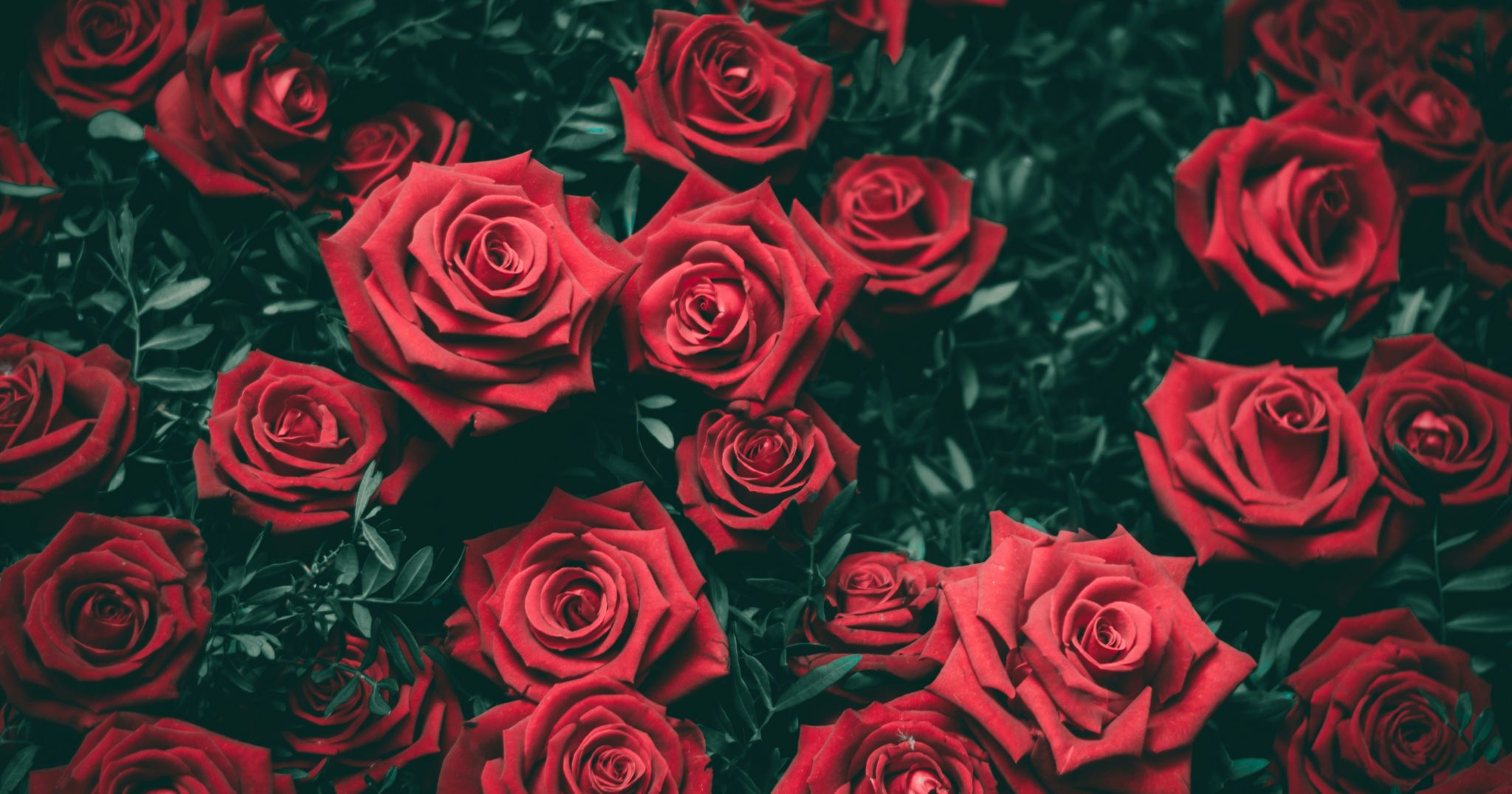 15 Flowers That Symbolize Healing And Recovery - The Garden Magazine