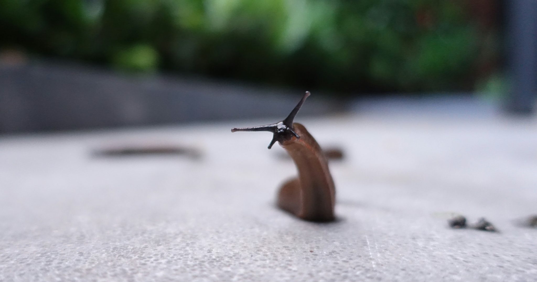 9 Ways To Get Rid Of Slugs In Your Garden - The Garden Magazine