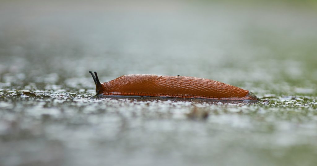 Why Salt Kills Slugs (And Why You Should Never Salt A Slug) - The ...
