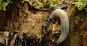 Why Salt Kills Slugs (And Why You Should Never Salt A Slug) - The ...
