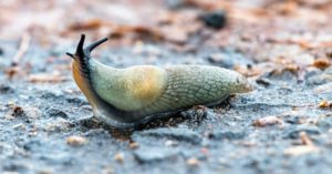 Why Salt Kills Slugs (And Why You Should Never Salt A Slug) - The ...