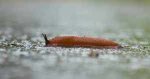 Why Salt Kills Slugs (And Why You Should Never Salt A Slug) - The ...