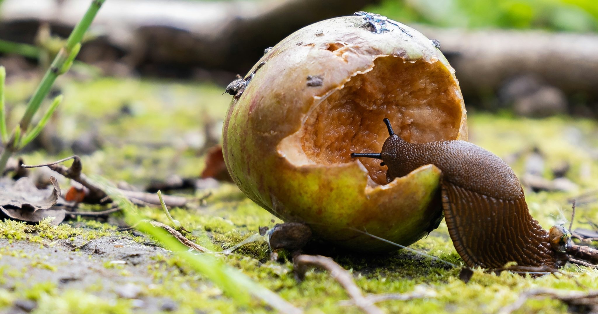 Why Salt Kills Slugs (And Why You Should Never Salt A Slug) - The ...