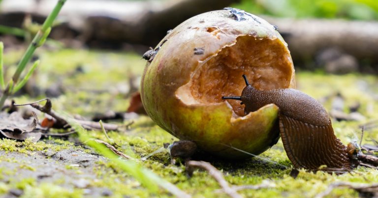 Why Salt Kills Slugs (And Why You Should Never Salt A Slug) - The ...