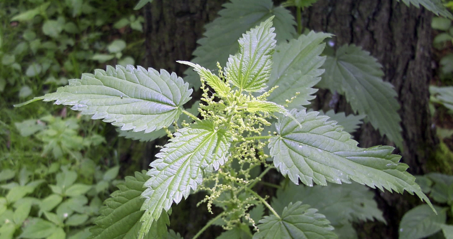 18 Edible Wild Plants You Can Grow In Your Garden - The Garden Magazine