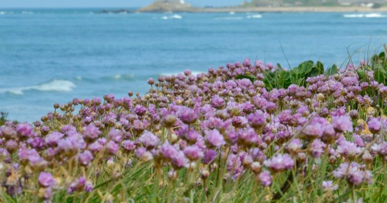 13 Best Coastal Flowers for a Beachside Garden Feel - The Garden Magazine