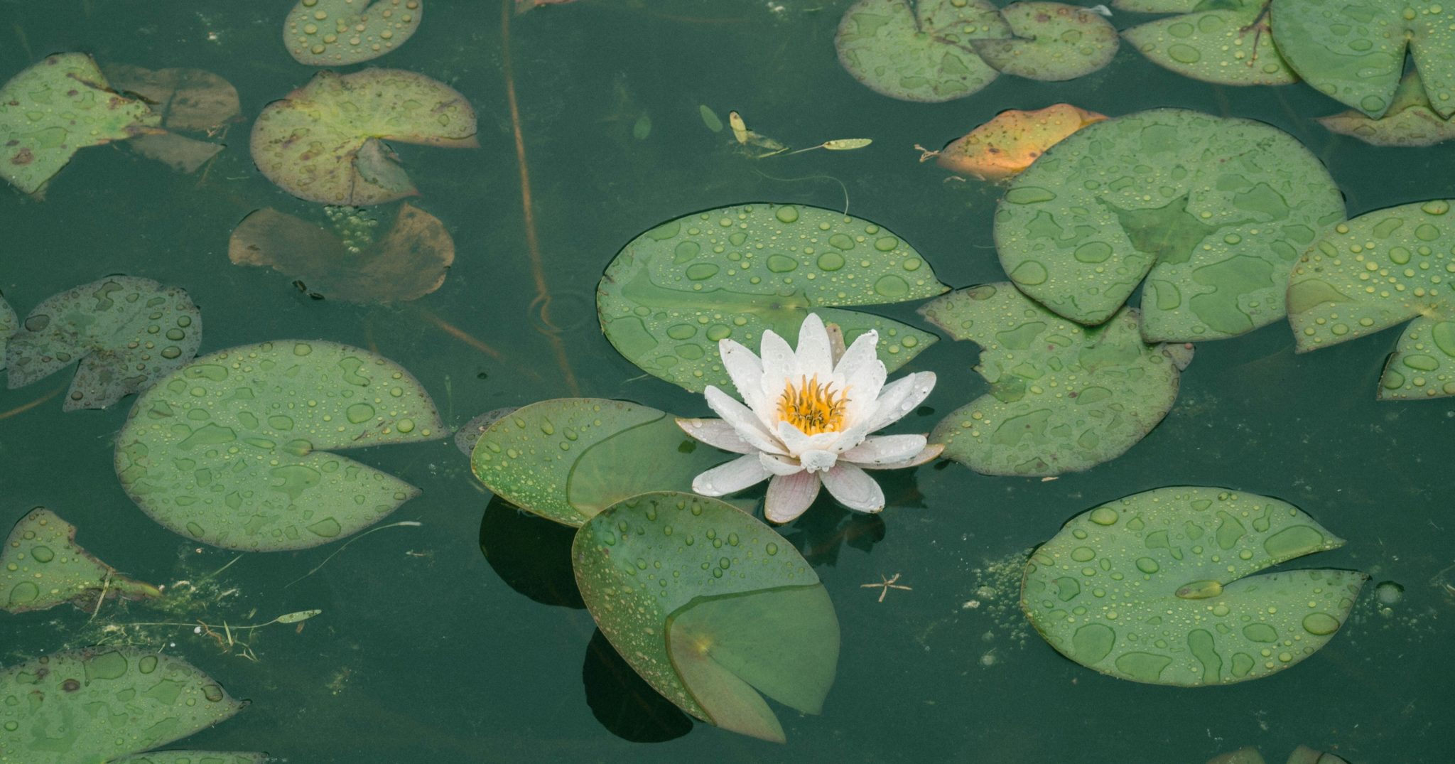 Lotus Flowers: The Sacred Symbol of Purity and Resilience - The Garden ...