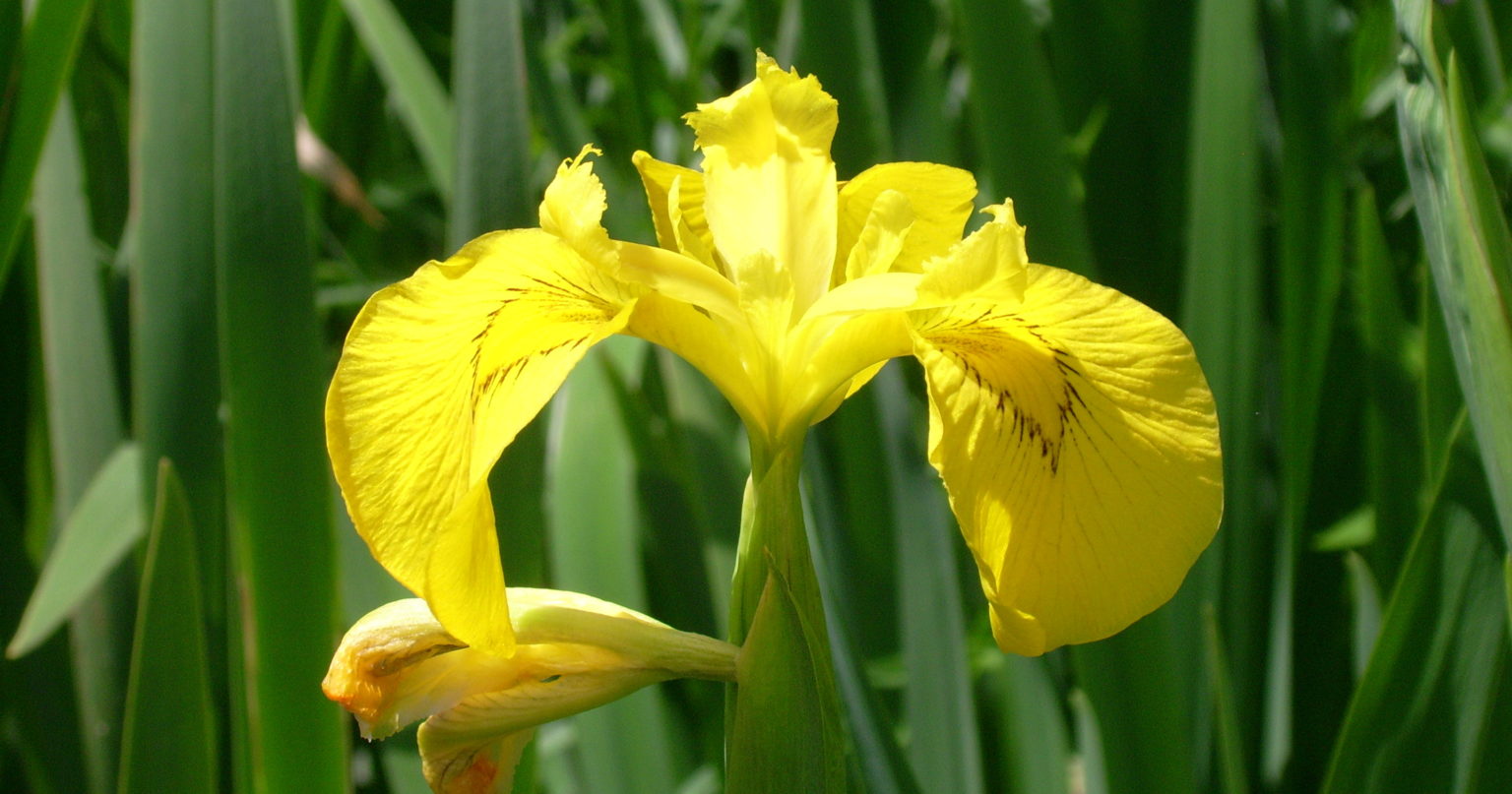 When To Plant Your Iris Bulbs For Each Growing Zone - The Garden Magazine