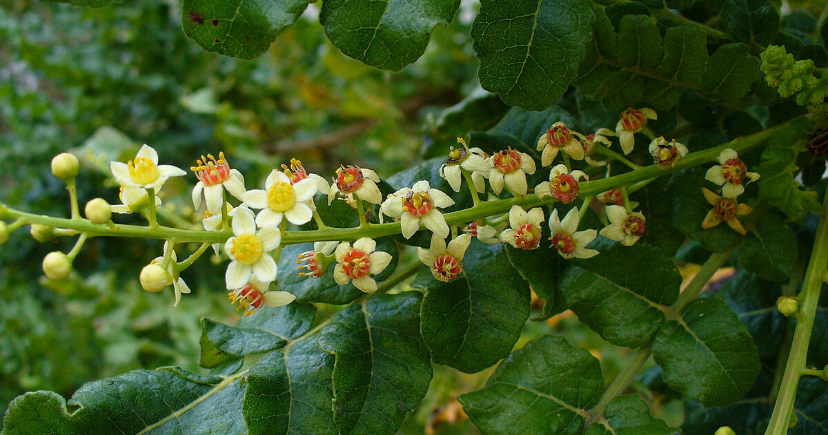 Plants with Spiritual and Religious Significance - The Garden Magazine