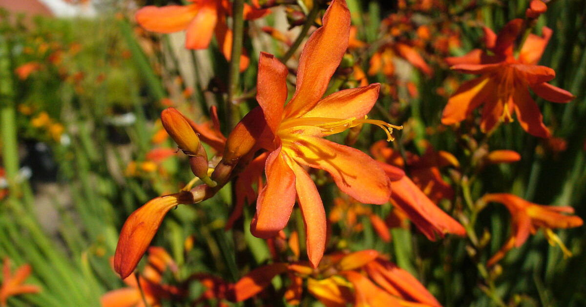 15 Red Flowers For A Dazzling Fall Garden - The Garden Magazine