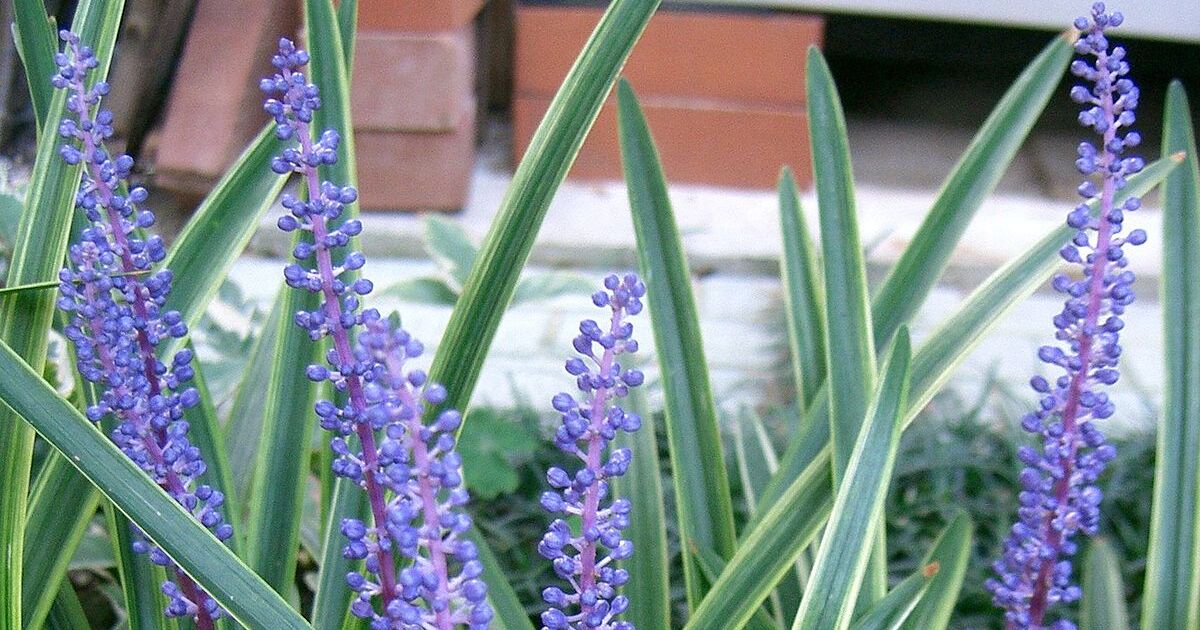 11 Shade-Loving Groundcovers to Plant Under Trees - The Garden Magazine