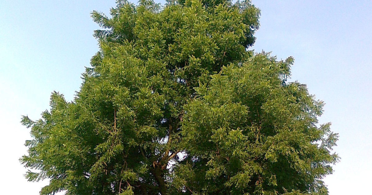 12 Medicinal Plants To Grow for Skin Health - The Garden Magazine