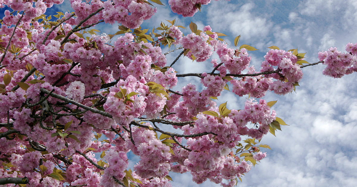 10 Flowers That Symbolize Rebirth - The Garden Magazine