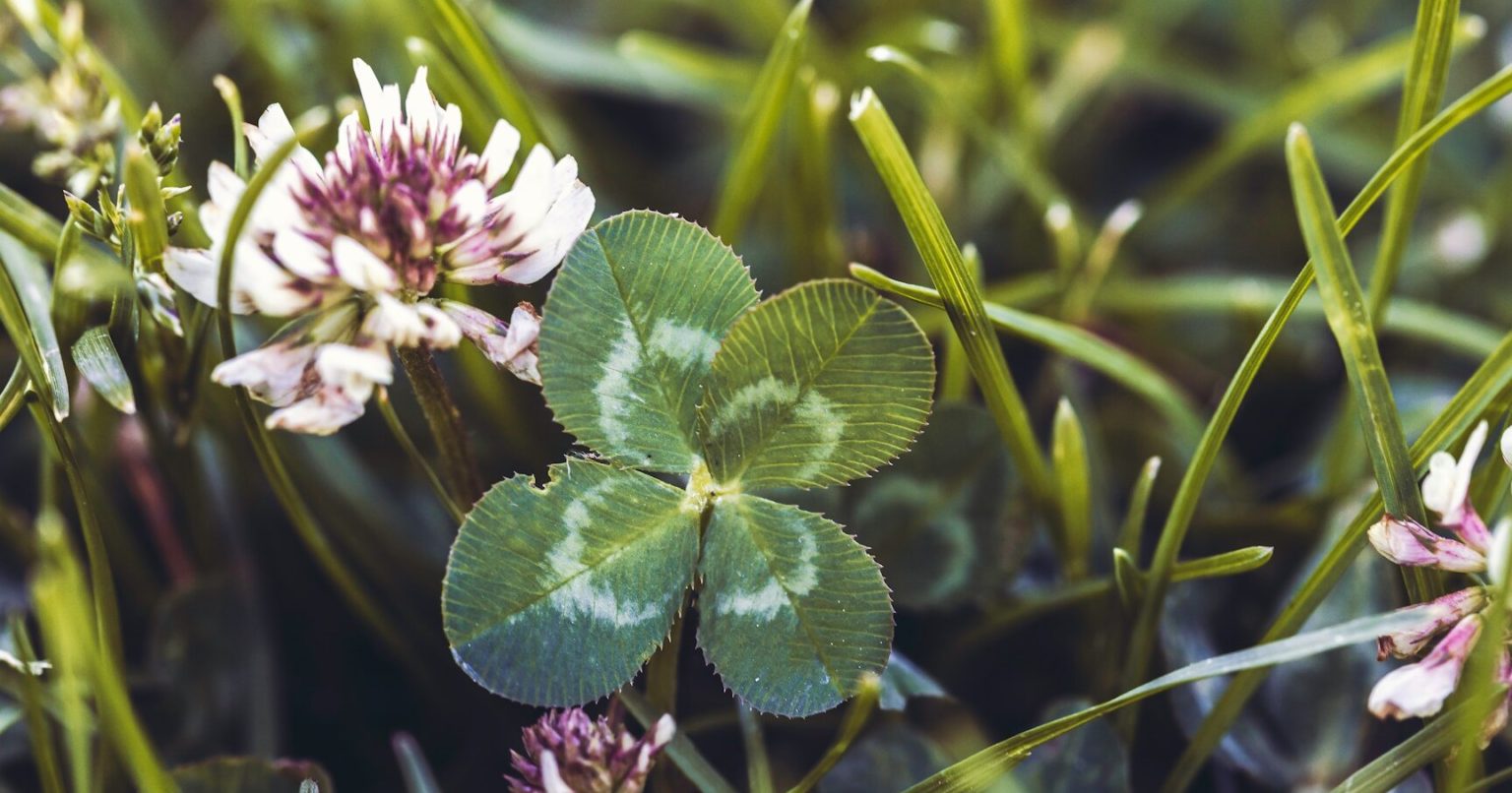 15 Plants That Can Bring Good Luck and Fortune - The Garden Magazine