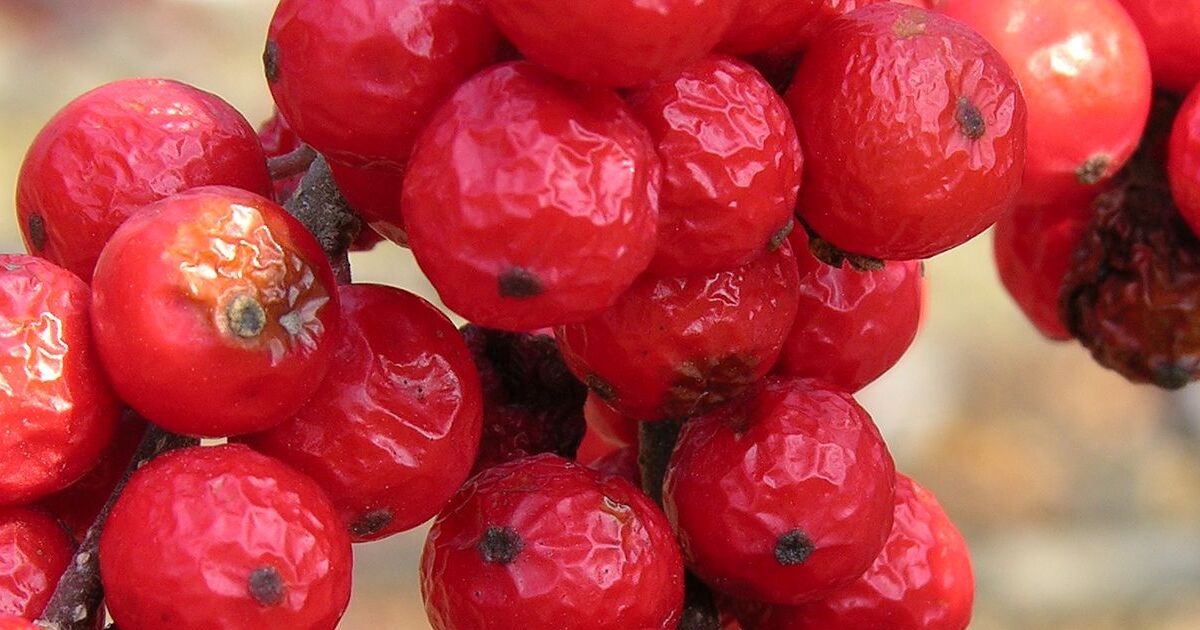 8 Plants with Beautiful Fall Berries and Leaves - The Garden Magazine