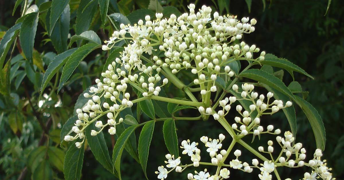 Plants with Spiritual and Religious Significance - The Garden Magazine