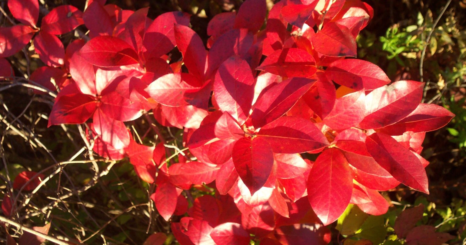 12 Trees with Golden Yellow Leaves in Fall - The Garden Magazine