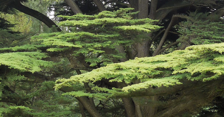 Plants with Spiritual and Religious Significance - The Garden Magazine