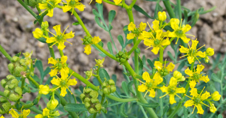 Plants with Spiritual and Religious Significance - The Garden Magazine