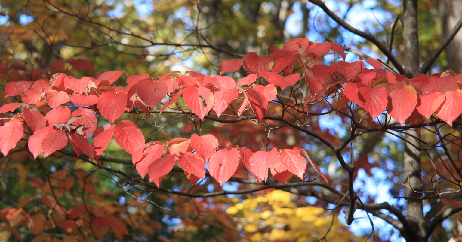10 Best Trees for Stunning Fall Foliage Displays - The Garden Magazine