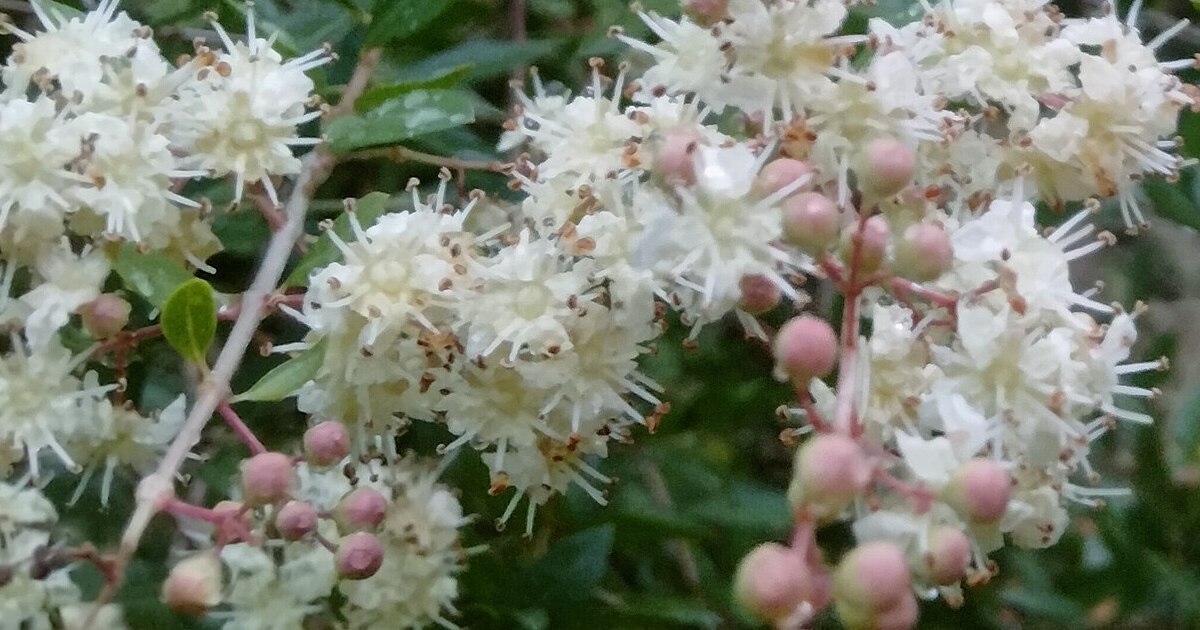 15 Plants That Provide Natural Privacy Screens - The Garden Magazine