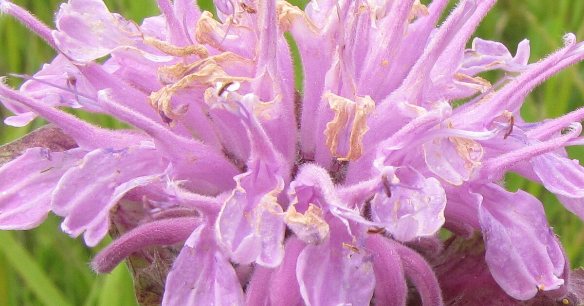 20 Rustic Flowers For The Ultimate Cottagecore Garden - The Garden Magazine