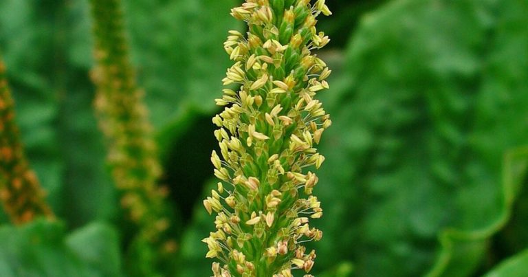 18 Edible Wild Plants You Can Grow In Your Garden - The Garden Magazine