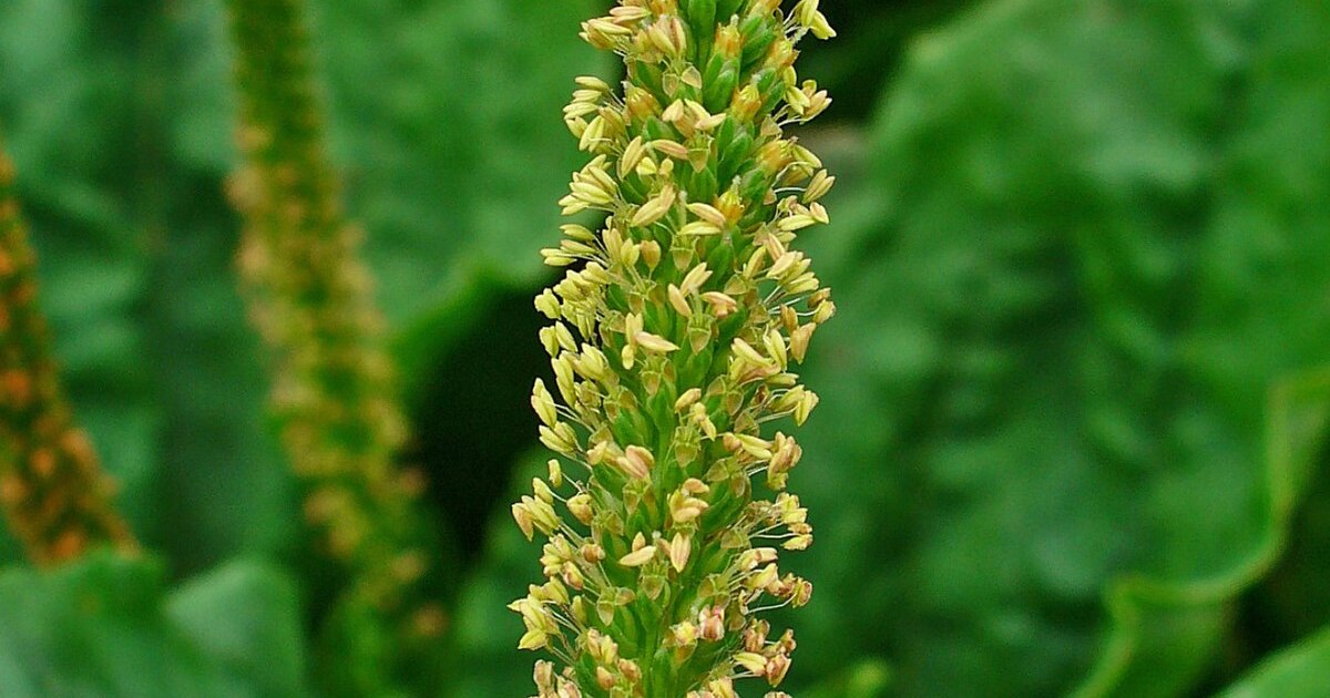 18 Edible Wild Plants You Can Grow In Your Garden - The Garden Magazine